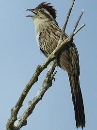 Striped Cuckoo | Logos con carne